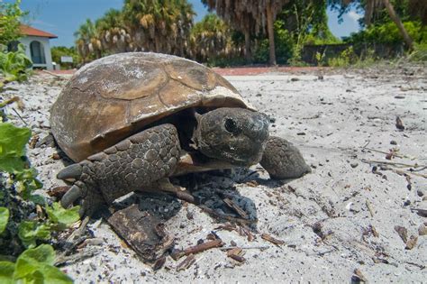 Free picture: tortoise, turtle