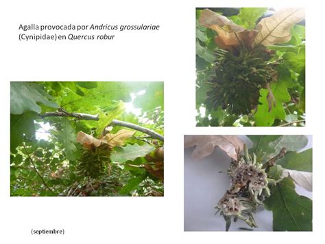 Prácticas De Botánica