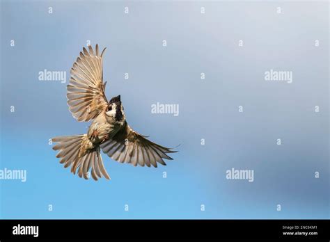 Cute Bird Sparrow Flies Against The Blue Sky With Wings And Feathers