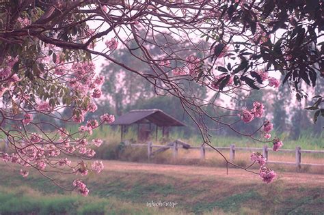 พาชมดอกชมพูพันธุ์ทิพย์ เกษตร กำแพงแสน บานเต็มที่สวยงาม