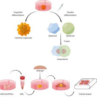 Current Brain Organoid Methodologies A A Schematic Of The 3D Culture