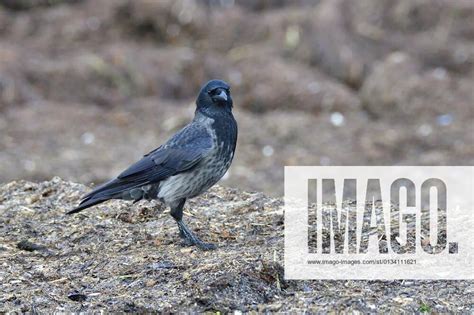 Shell Raven Fotos Imago
