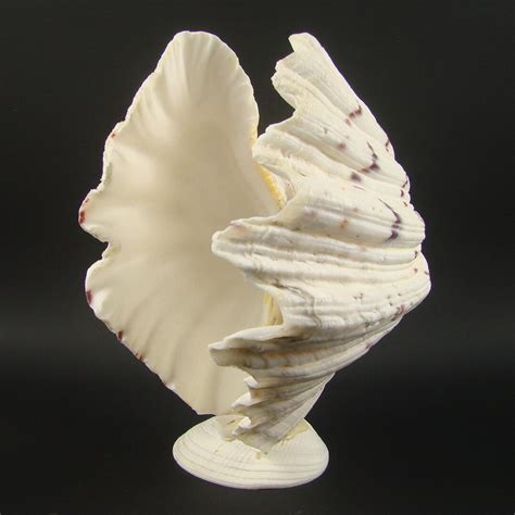 Genuine Horse Hoof Clam Shell Pair Mounted On A Shell Base Tridacna