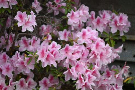 ツツシ゛の季節ー2 ふじわら写真館