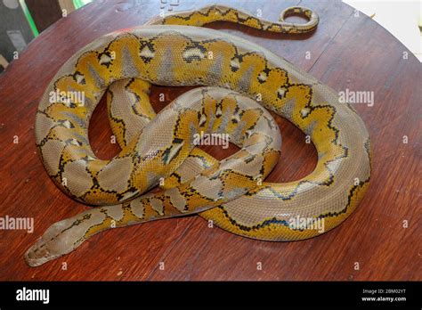 Albino Reticulated Python Python Snake Yellow Lying On The Wooden Table Close Up Of Big Albino Reticulated Python Python Snake Yellow Lying On The Wooden Table Close Up Of Big