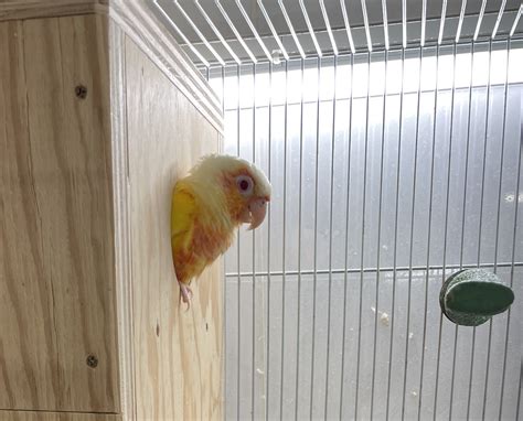 もうお前達には騙されない ジュエルパラキート