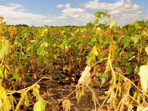 Nación Declaró La Emergencia Agropecuaria Por Sequía Para Departamentos