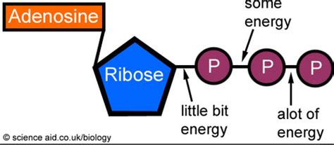 Alevel Biology AQA ATP Flashcards Quizlet
