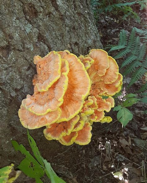 Underfoot Sulphur Polypore Northcentral Pennsylvania Conservancy