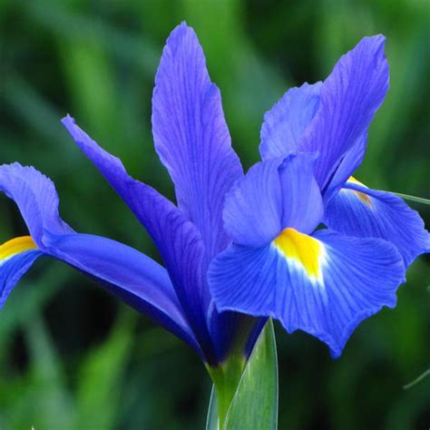 Dutch Blue Magic Iris - Main Wholesale Florist