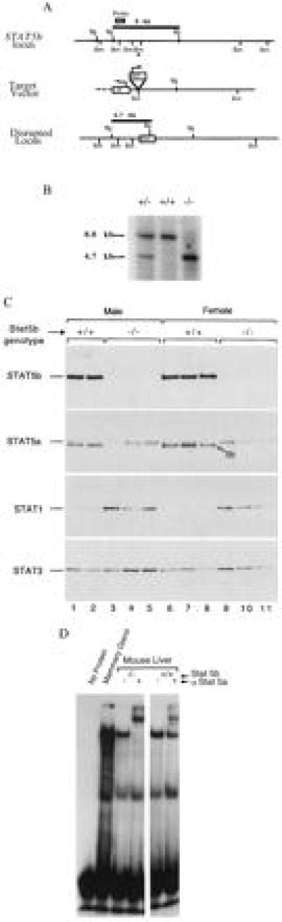 Requirement Of Stat5b For Sexual Dimorphism Of Body Growth Rates And Liver Gene Expression Pmc