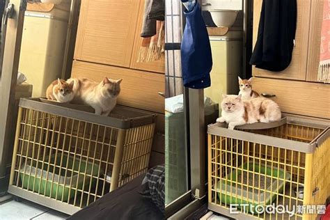 翻遍家找嘸貓 半小時後手提袋冒出剛睡醒毛頭喵一聲找我 ETtoday寵物雲 ETtoday新聞雲