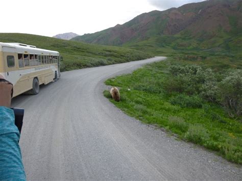 알래스카 여름 관광 디날리국립공원 셔틀버스 투어 알래스카 자유 여행 알라스카 신혼 허니문 신행 페어뱅크스 알래스카 백야 대자연 툰드라 투어