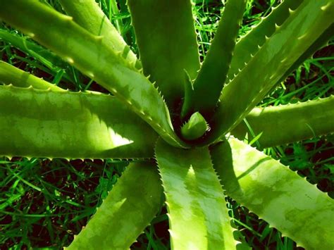 Overwatered Aloe Plant How To Recognize Rescue And Prevent Florgeous