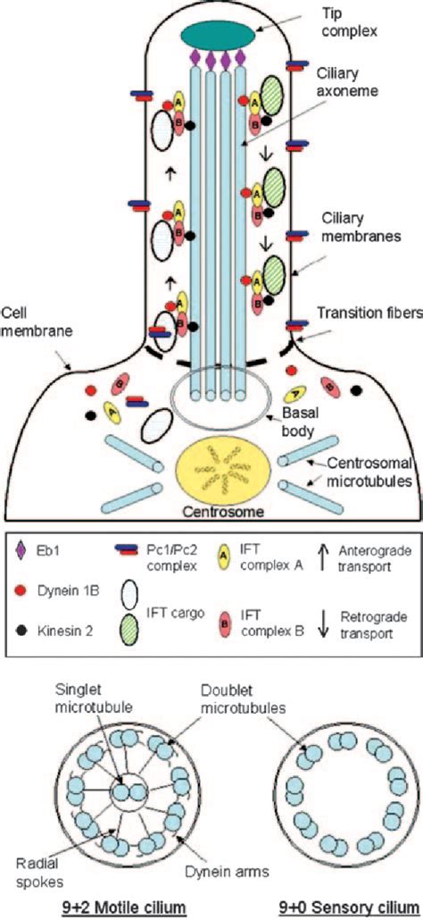 Ciliopathies Semantic Scholar