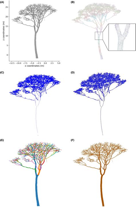 treegraph tree architecture from terrestrial laser scanning point