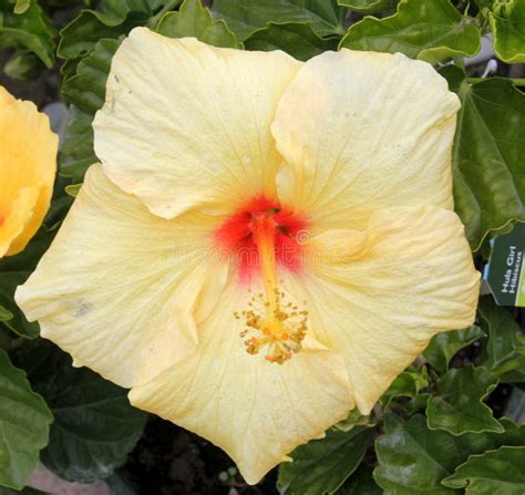 Hibiscus Rosa Sinensis `hula Girl` China Rose Stock Image Image Of