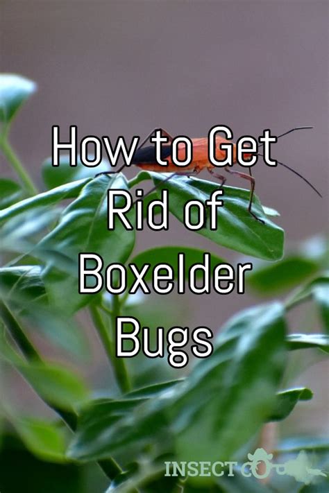 How To Get Rid Of Boxelder Bugs INSECTCOP Bug Infestation Bugs