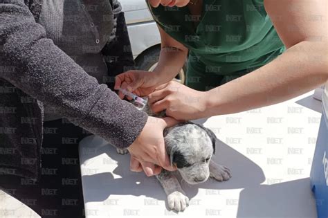 Acuden Juarenses A Vacunar A Sus Mascotas Contra La Rabia