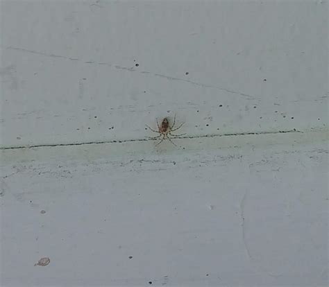 Tiny Spiders All Over Baseboards In New House Hey Do Any Of You Folks