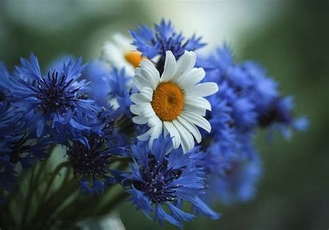 ヤグルマギク、 白いデイジーと紫の花びらの花、 花、 ヤグルマギク、 ヒナギク、 フィールド、 Hdデスクトップの壁紙