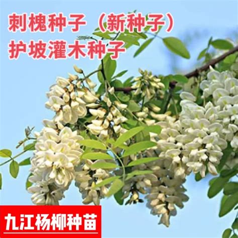 刺槐种子 灌木种子 护坡复绿专用种子刺槐紫穗槐黄花槐多花木兰 阿里巴巴