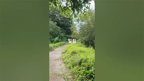 밀림정글 Youtube