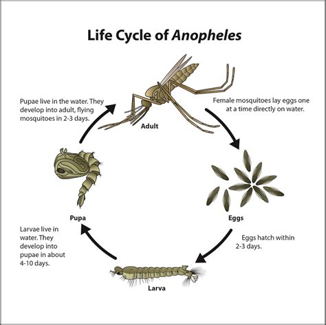 Cdc Life Cycle Of Mosquitoes That Lay Single Eggs On Water Surface
