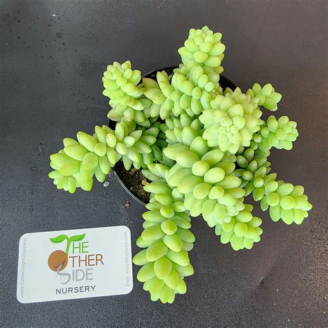 Sedum Morganianum Burros Tail [4] Theothersidenursery