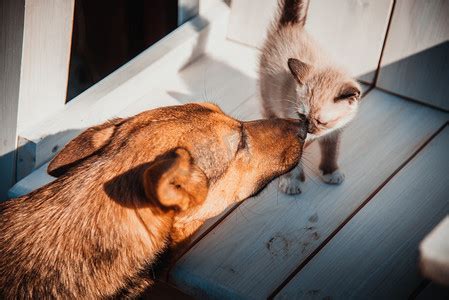 猫摄影图片 猫摄影作品 千库网
