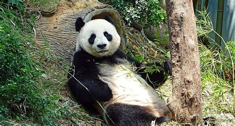 Những Hình ảnh Gấu Trúc đẹp Nhất