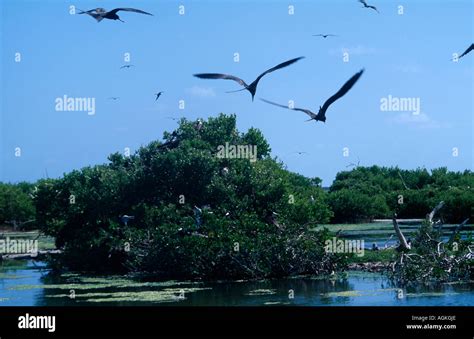 Codrington Lagoon Barbuda Mangroves And Frigate Birds In Flight Stock