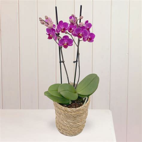 Essential Care Instructions For Phalaenopsis Orchids