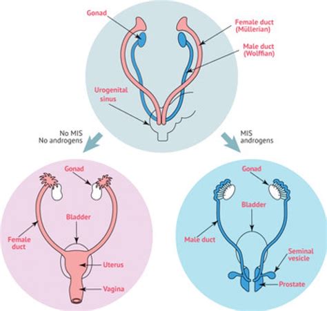 Chapter 1 Development Of Reproductive Systems At The Embryo Stage