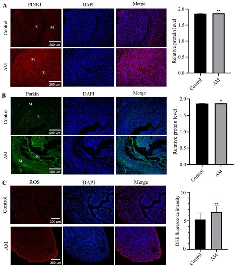 Role Of Pink1 Mediated Mitophagy In Adenomyosis Peerj
