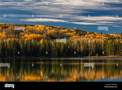 Aspen Trees In Autumn Jarvis Lake William A Switzer Provincial Park