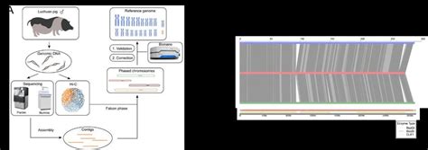 Genome Assembly A The Flowchart Of Contig Scaffold And Chromosome