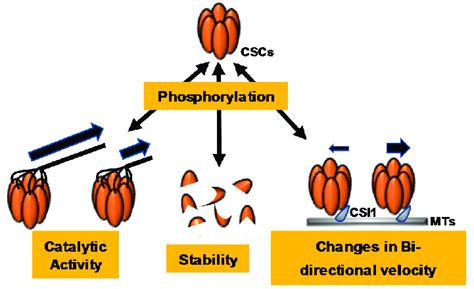 Cellulose Synthase Complex Csc Phosphorylation Events Dynamically