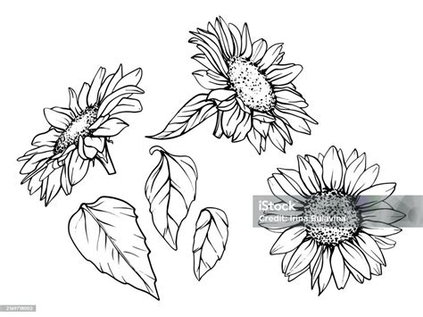 해바라기 그래픽 일러스트 벡터 꽃 그림을 라인 아트 스타일로 설정합니다 검은 잉크로 그린 가을 식물 스케치 꽃 라인 아트 꽃다발 조각의 손으로 그린 개요 10월에 대한 스톡