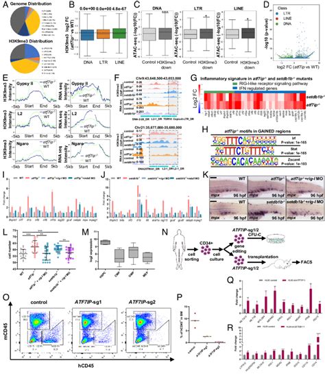 Roles Of Atf7ipsetdb1 In Rlr Mediated Inflammatory Response And Human
