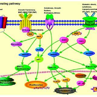 MAPK Signaling Pathway ERK JNK And P Activation Of ERK