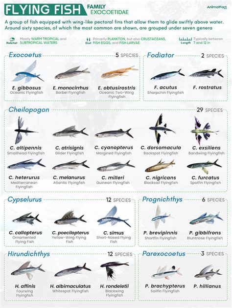 Flying Fish Types Size Habitat Life Cycle Predators And Pictures