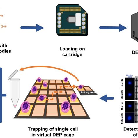 Isolation Of Ctcs Using The Deparray System Circulating Tumor Cells Download Scientific