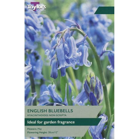 English Bluebells From Dundry Nurseries