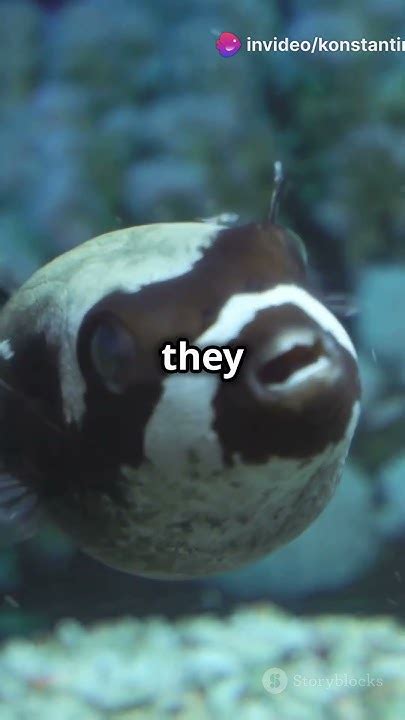 5 Fascinating Facts About Coffinfish Facts Underwaterphotography