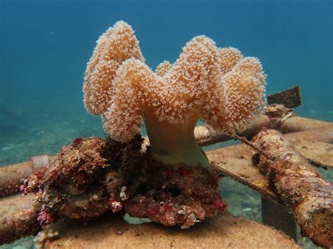 Toadstool Coral Care Information And Pictures Build Your Aquarium