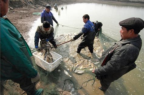 大量收购鱼大量收购各种淡水鱼全年收购淡水小杂鱼第5页大山谷图库