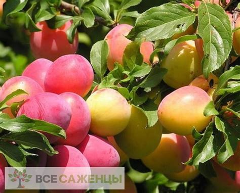 Цена на Алыча колоновидная Мирабелла (Mirabella) - купить саженцы