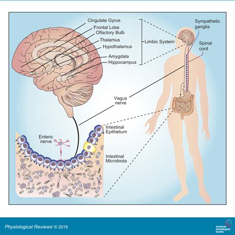 The Microbiota Gut Brain Axis Physiological Reviews