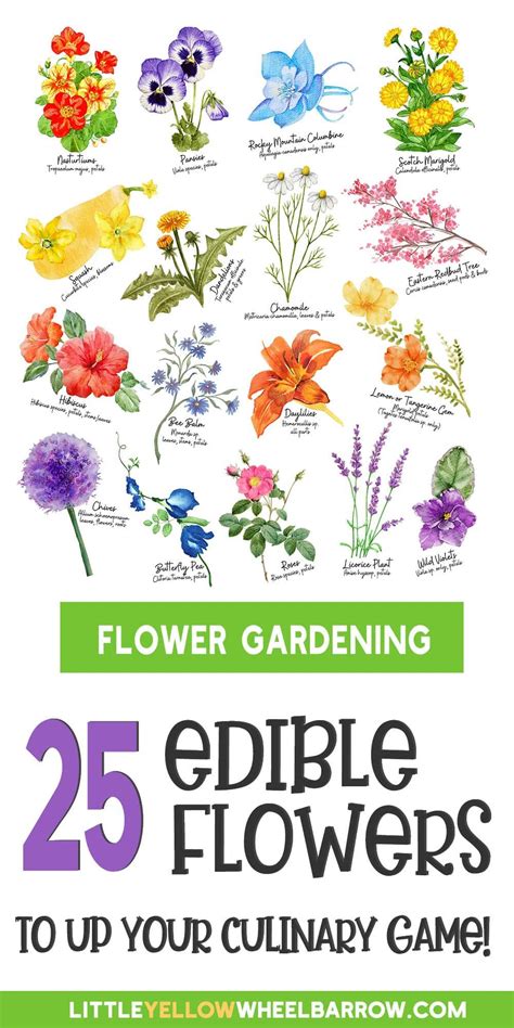 Which Flowers Are Edible A List Of Edible Flowers And Their Uses Artofit